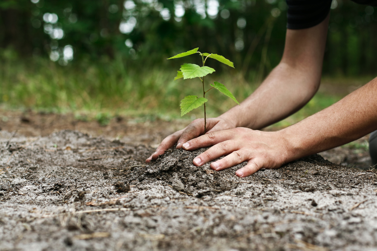 Plant A Tree Program OE Canada Inc 